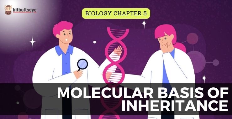 NCERT Class 12 Biology Chapter 5 Molecular Basis of Inheritance MCQs & PYQ